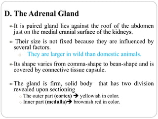 4 Endocrine system.pdf