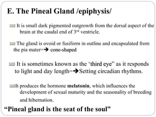 4 Endocrine system.pdf