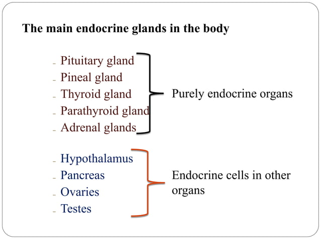 4 Endocrine system.pdf