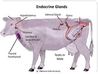4 Endocrine system.pdf