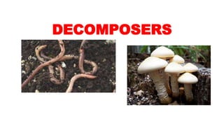 living organisms and ecosystems | PPTX