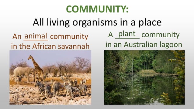 living organisms and ecosystems | PPT