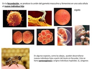 4 eso.t.3.herencia caracteres | PPT