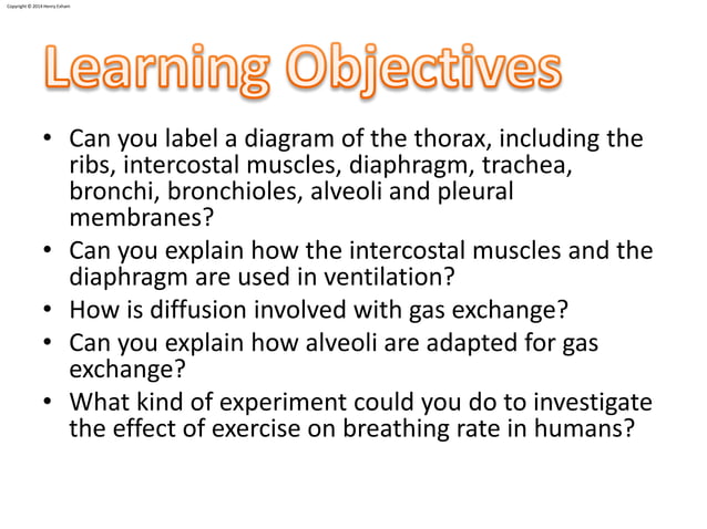 Exercise and Breathing | PPT