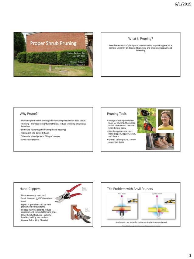 Proper Shrub Pruning | PDF