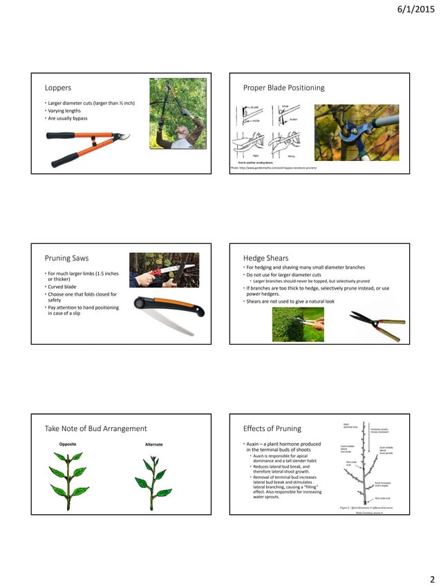 Proper Shrub Pruning | PDF