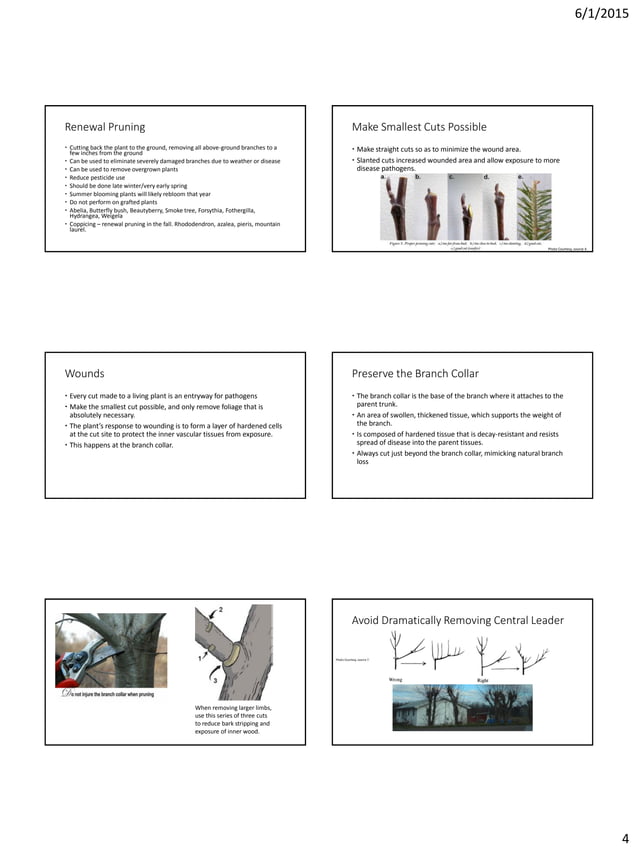 Proper Shrub Pruning | PDF