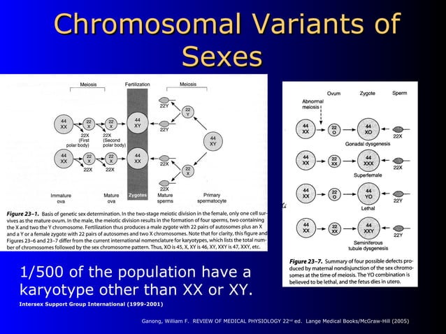 4 Female Male Chromosomal Intersex | PPT