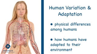 What are the 4 fields of Anthropology? | PDF
