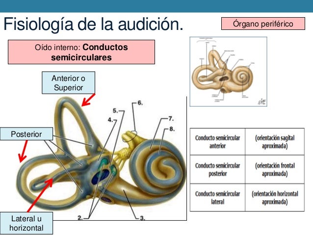 4 fisiologia de la audicion (Otorrinolaringologia)