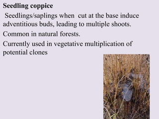4 Forest regeneration- natural regeneration.pptx