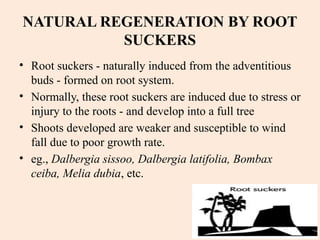4 Forest regeneration- natural regeneration.pptx