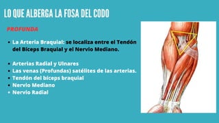 Presentación fosa del codo y anatomía del antebrazo | PDF