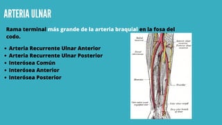 Presentación fosa del codo y anatomía del antebrazo | PDF