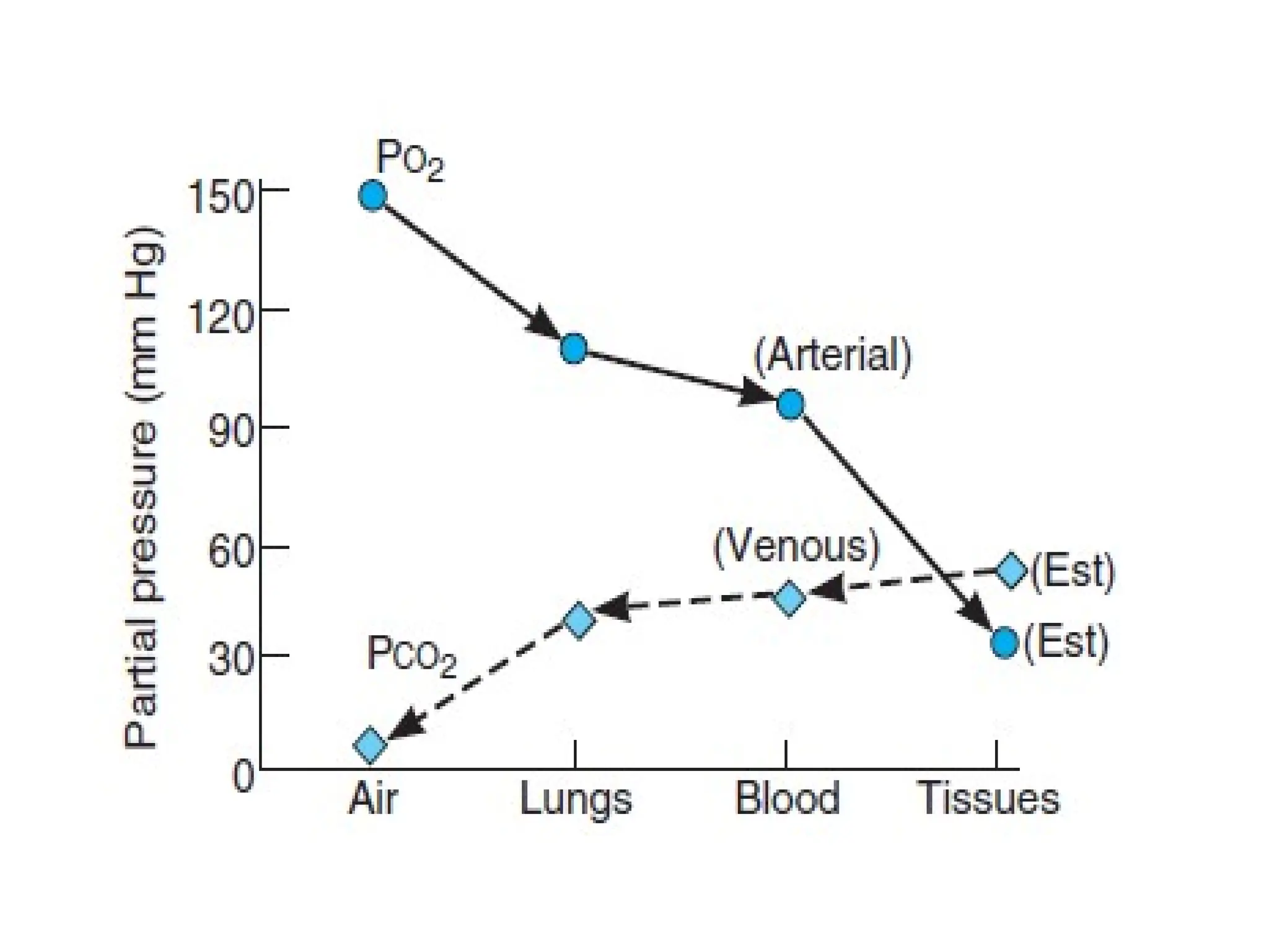 (4)Gas_exchange(1).pptx and respiratory physiology | PPTX