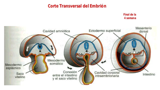 4 gastrointestinal[1]