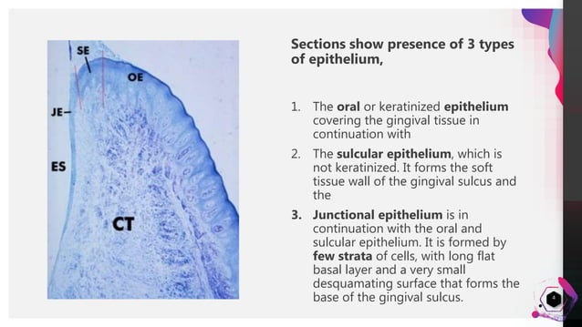 GINGIVAL CREVICULAR FLUID | PPTX | Biological Sciences | Science