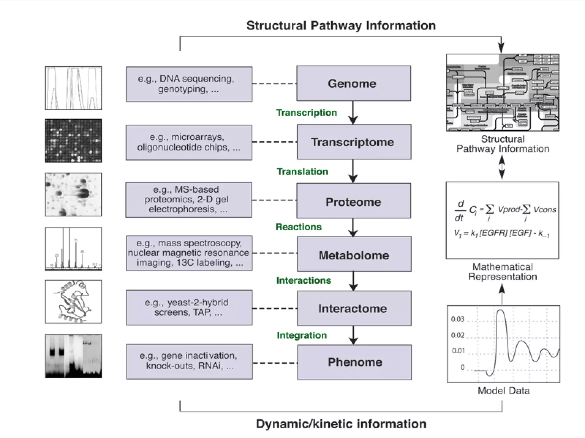 genomics and system biology | PPT