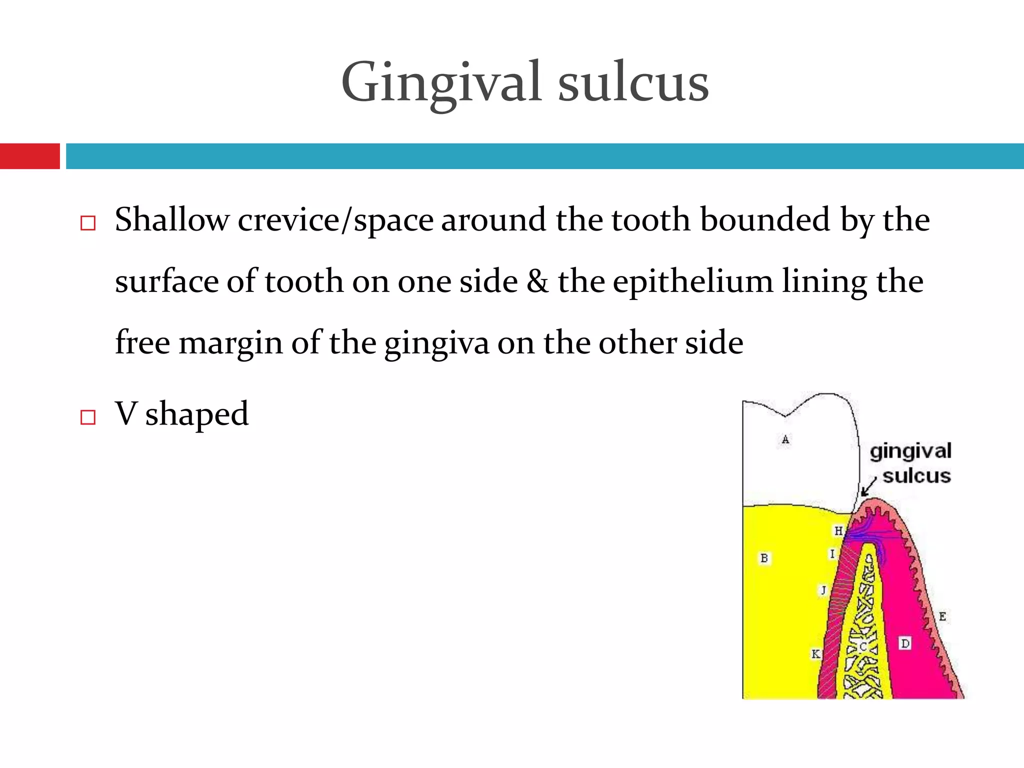 gingiva | PPTX