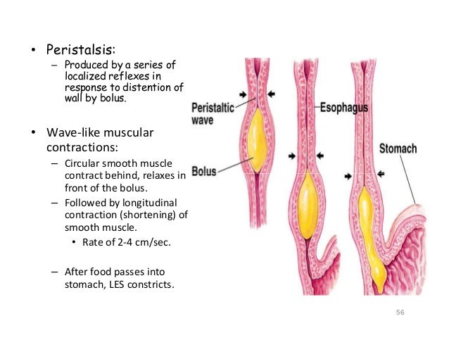 4 git physiology aau-mf-2015