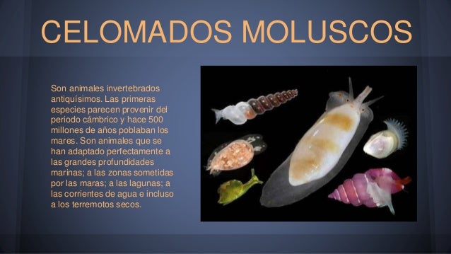 Biología celomados moluscos