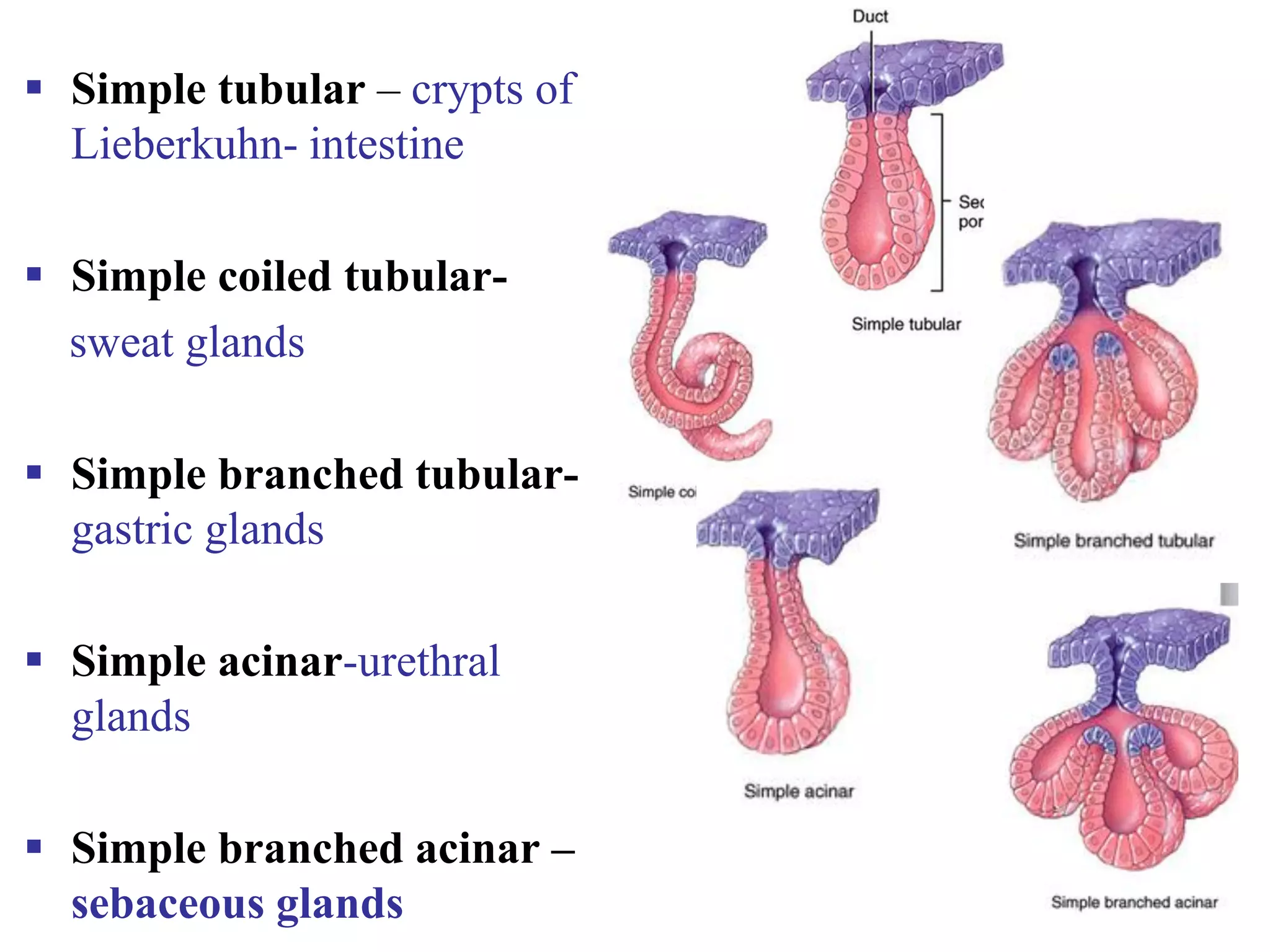 Glandular Tissue.pdf