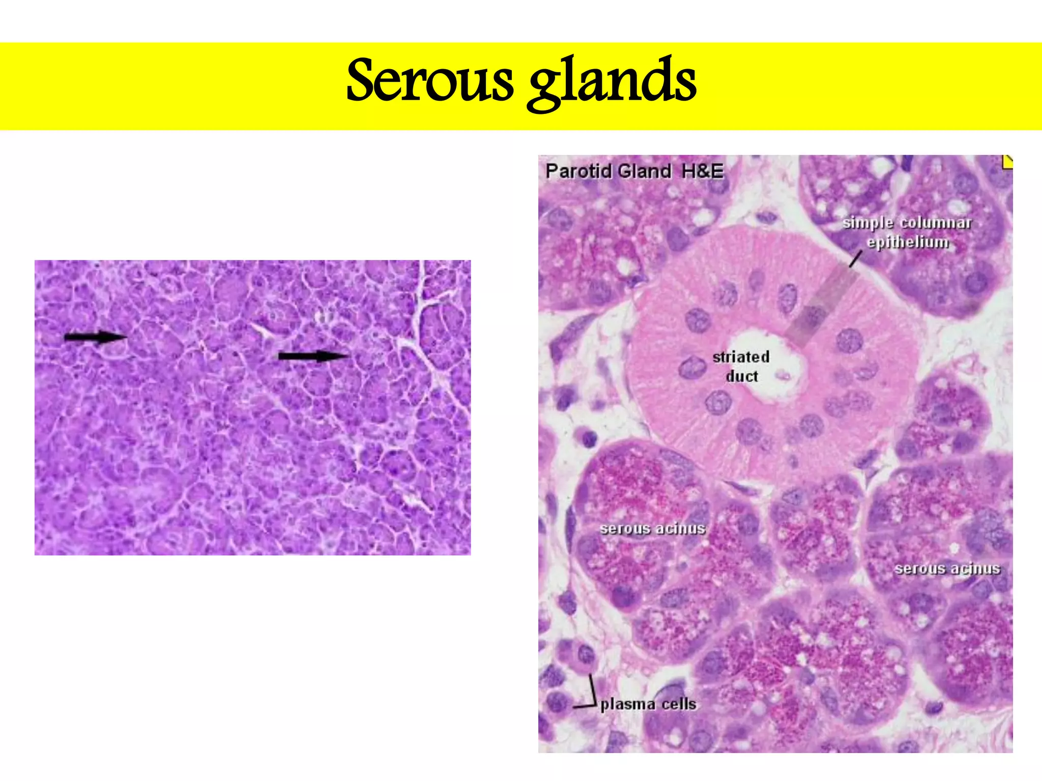 Glandular Tissue.pdf