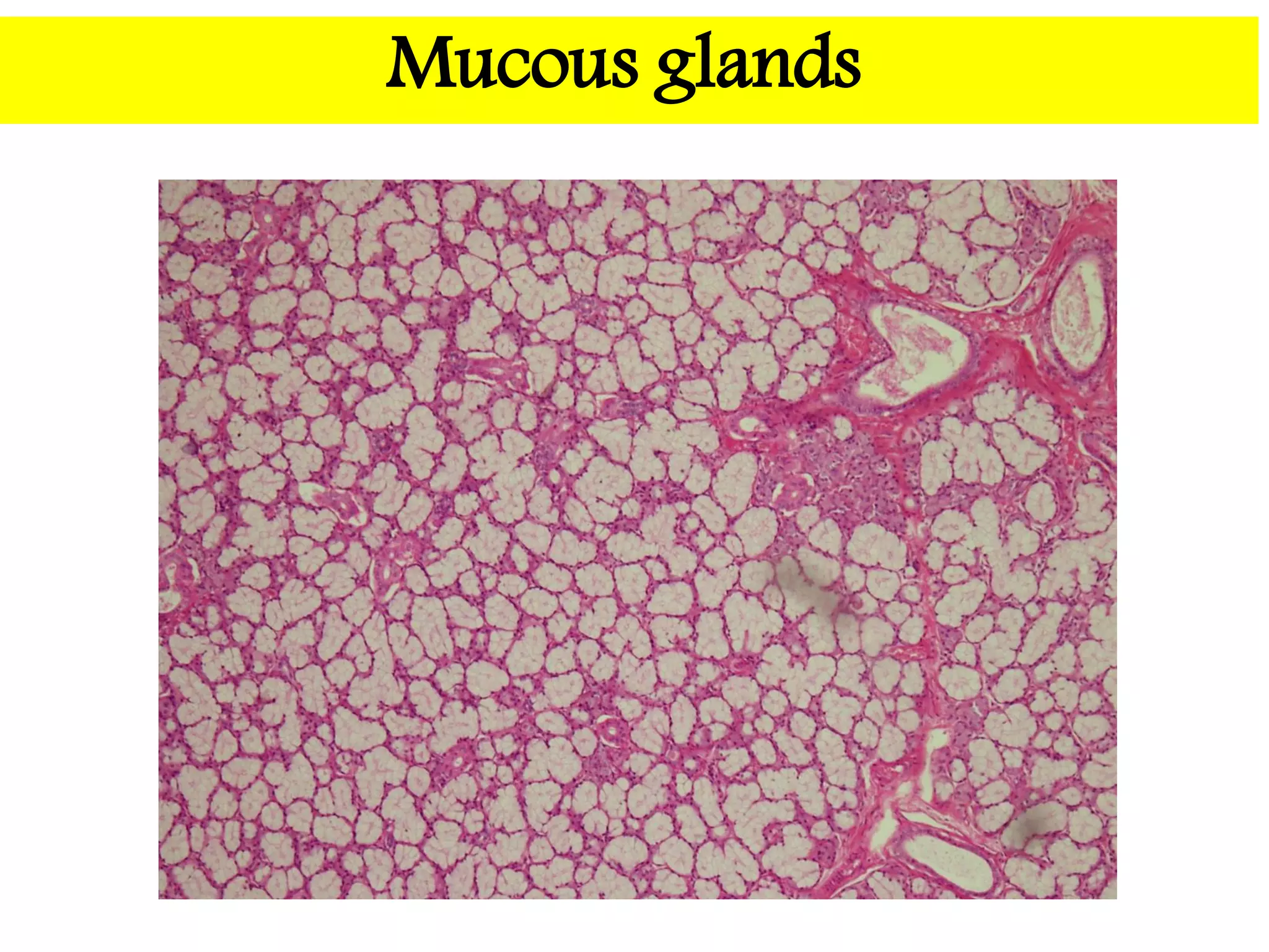 Glandular Tissue.pdf