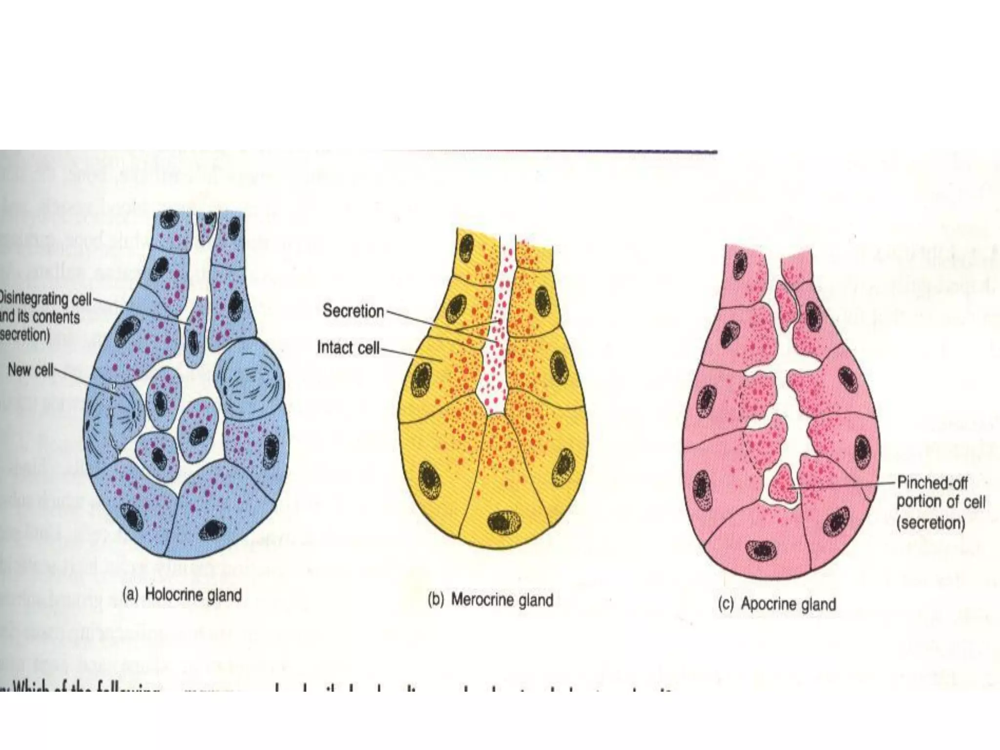 Glandular Tissue.pdf