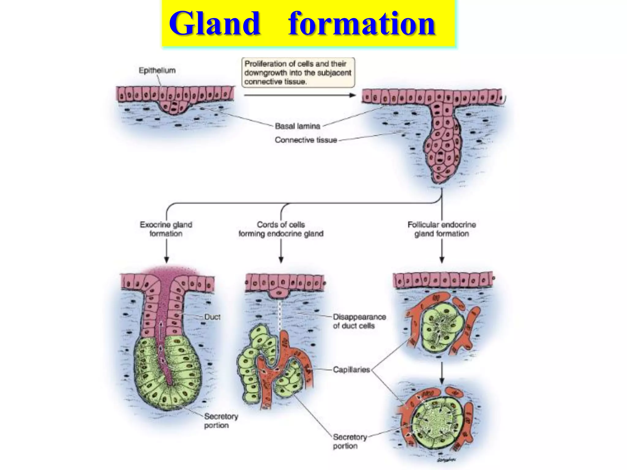 Glandular Tissue.pdf