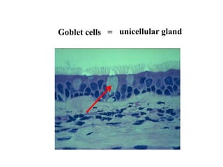 Glandular Tissue.pdf