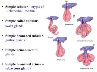 Glandular Tissue.pdf