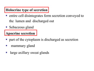 Glandular Tissue.pdf