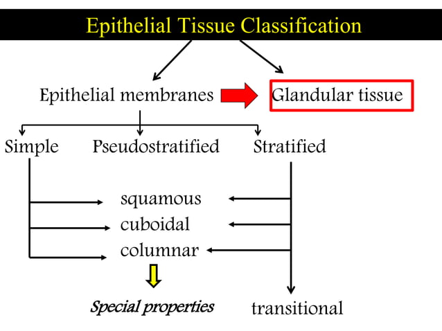 Glandular Tissue.pdf