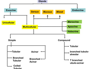 Glandular Tissue.pdf