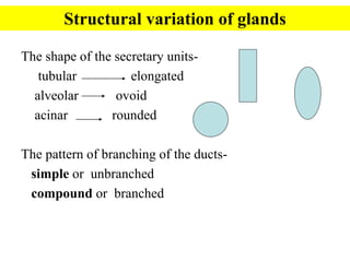 Glandular Tissue.pdf