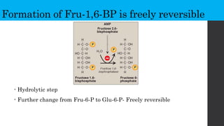 4 Gluconeogenesis- maintaining glucose homeostasis | PPTX