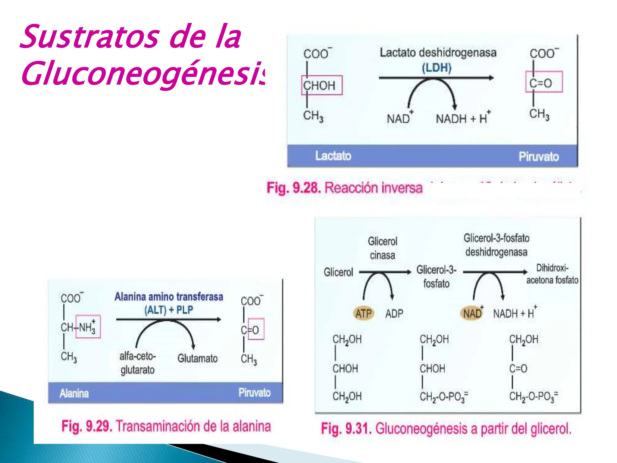 4 GLUCONEOGENESIS Cap.16 Stryer 2022.pptx