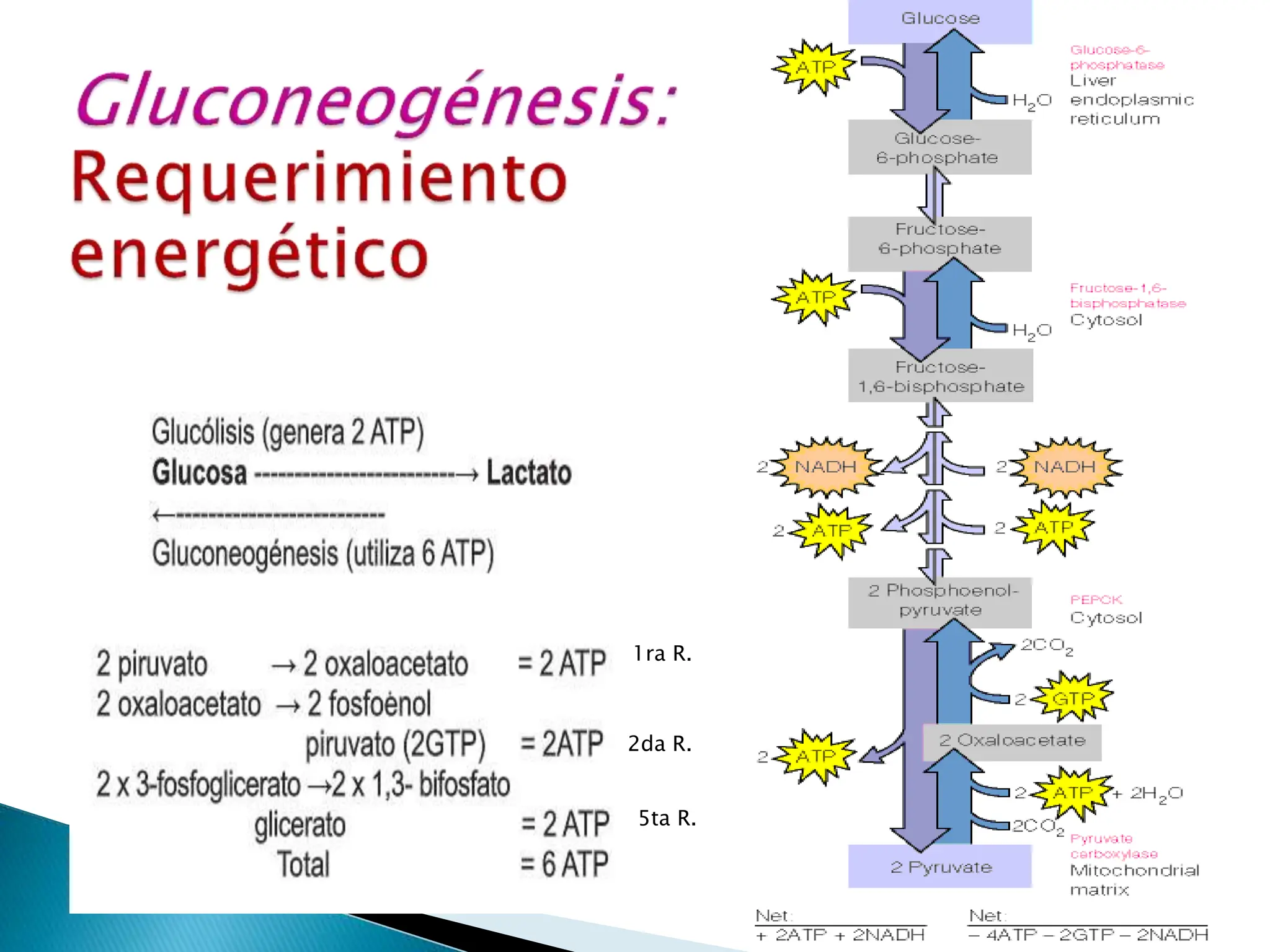 4 GLUCONEOGENESIS Cap.16 Stryer 2022.pptx