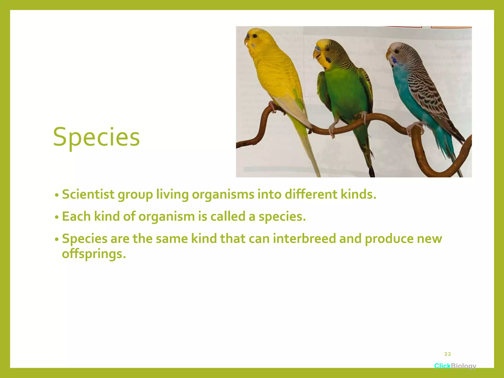 4 Grouping and identifying organisms.pptx