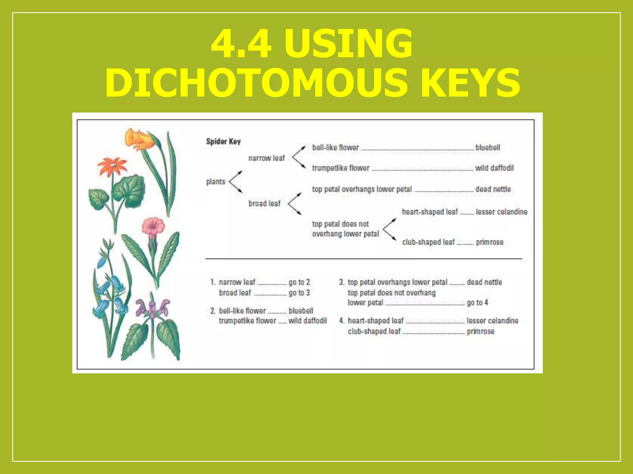 4 Grouping and identifying organisms.pptx