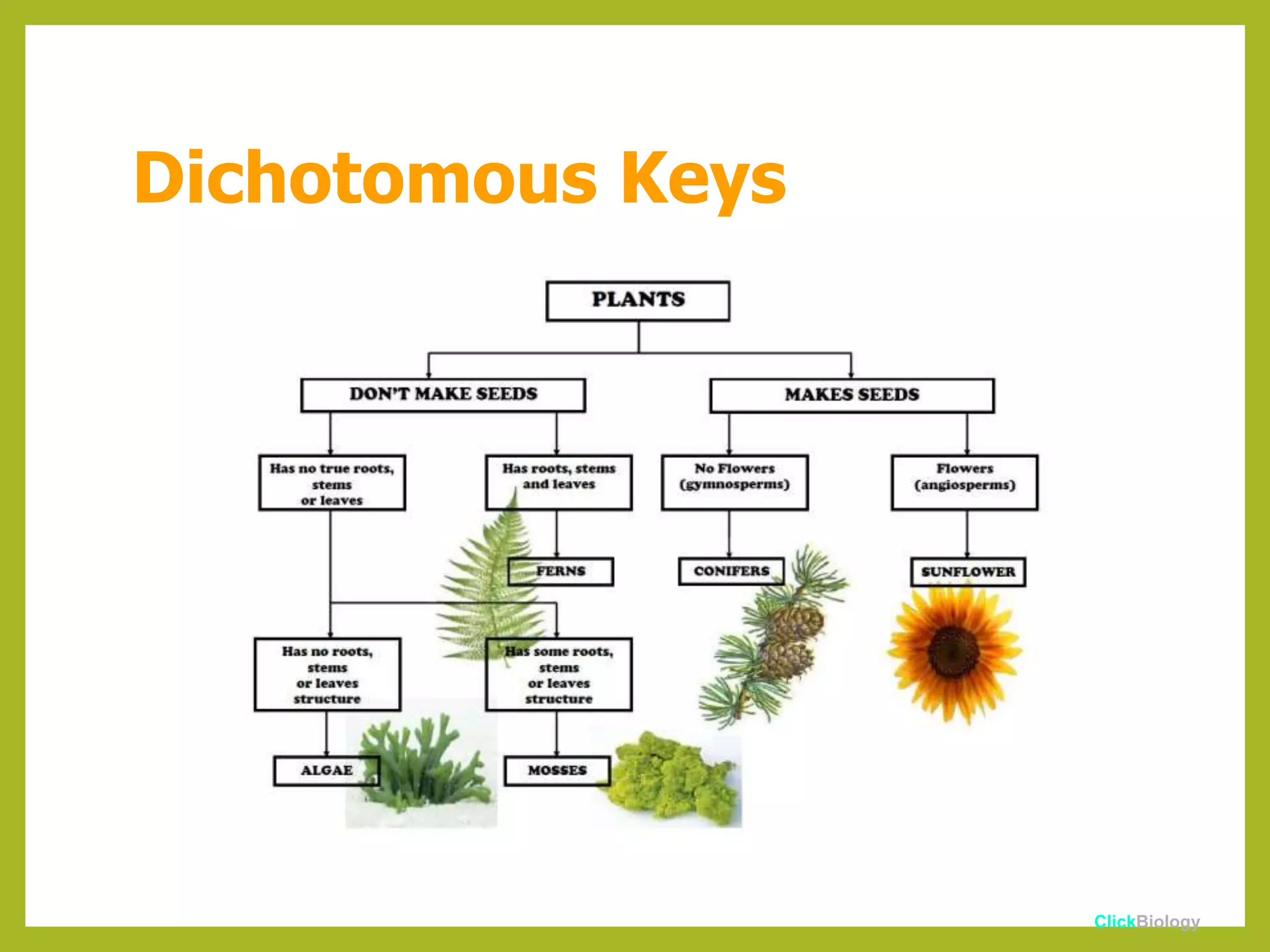 4 Grouping and identifying organisms.pptx