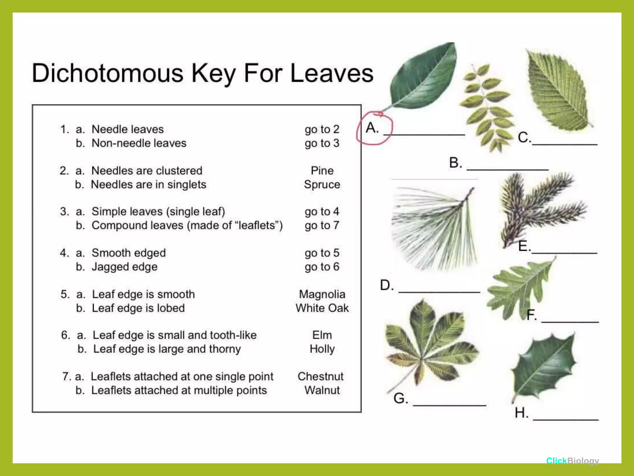4 Grouping and identifying organisms.pptx