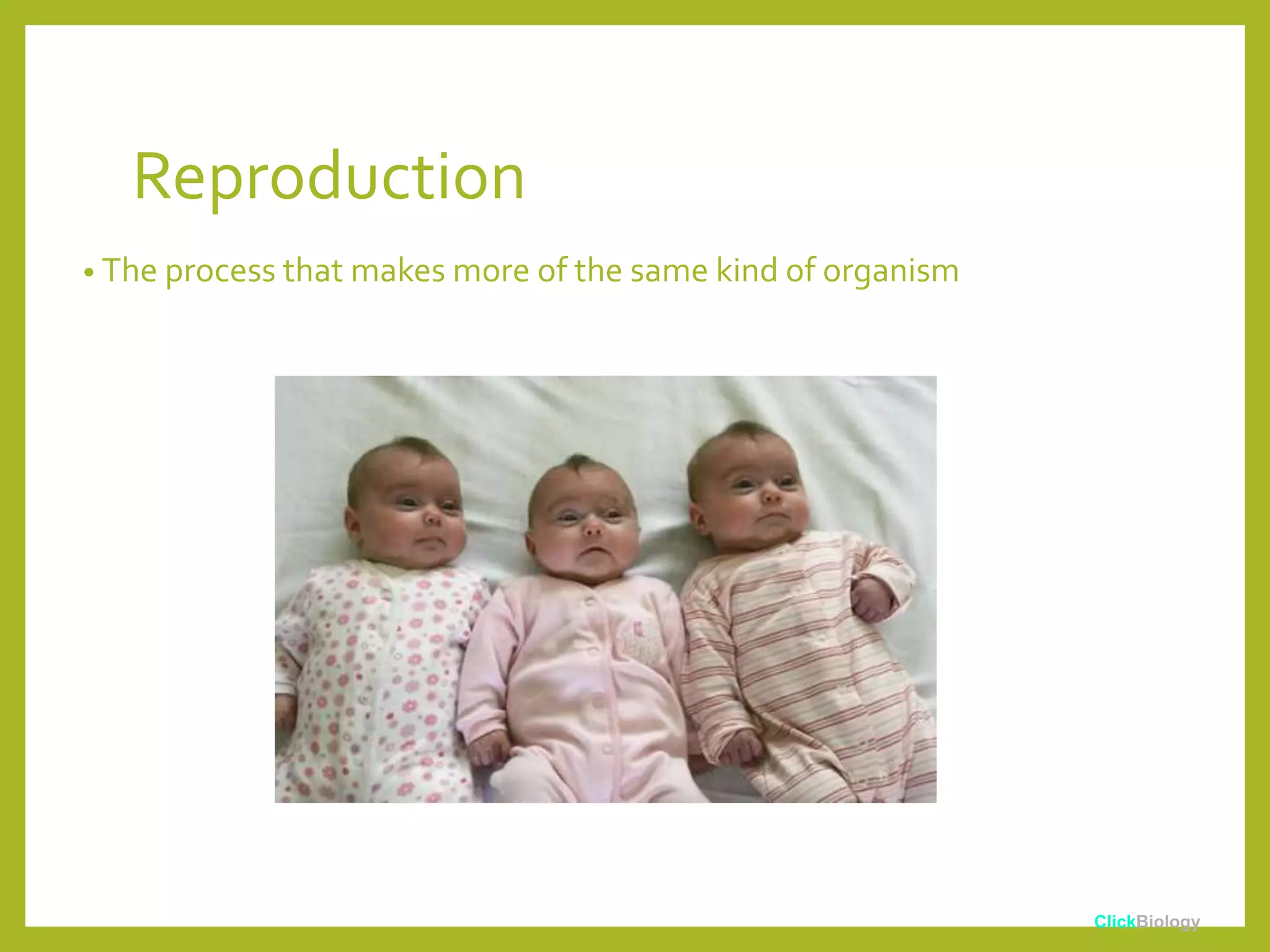 4 Grouping and identifying organisms.pptx