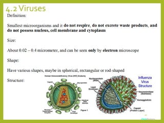 4 Grouping and identifying organisms.pptx