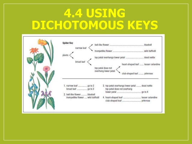 4 Grouping and identifying organisms.pptx
