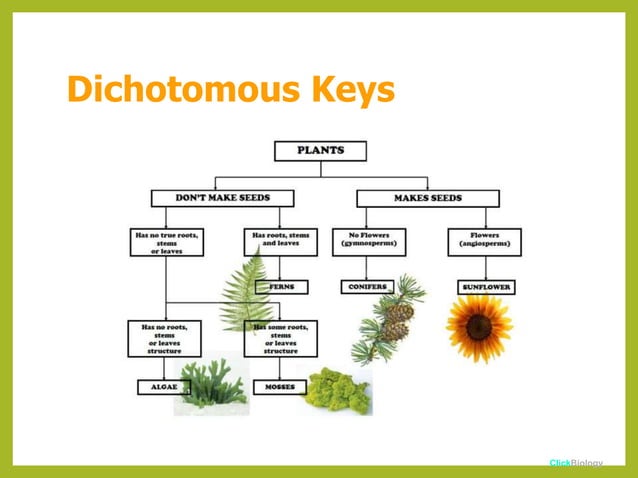 4 Grouping and identifying organisms.pptx