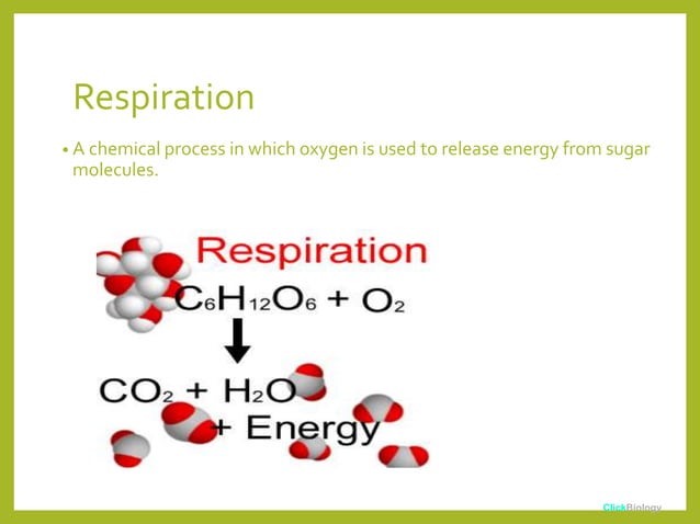 4 Grouping and identifying organisms.pptx