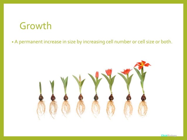 4 Grouping and identifying organisms.pptx