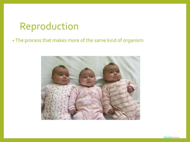 4 Grouping and identifying organisms.pptx